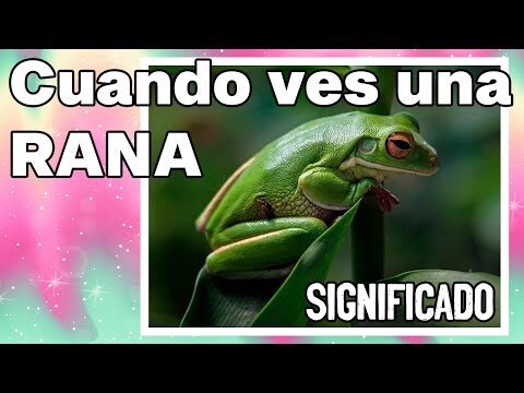 El misterio detrás de encontrarse un sapo: significado y curiosidades ...