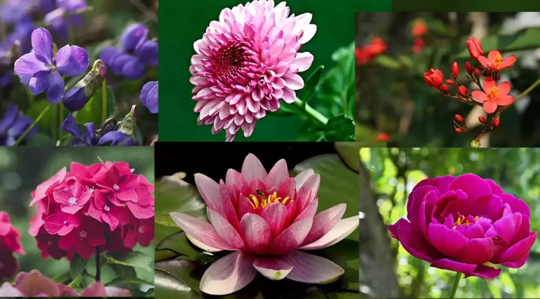 El poder simbólico de las flores blancas: significado y emociones ...