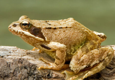 ¿Qué significa la presencia de un sapo en tu hogar? - NudoHomes.com